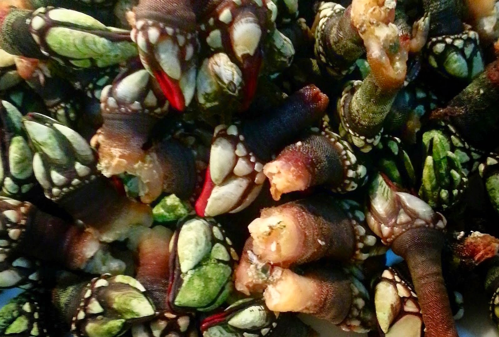 Food, Drink & The Good Life: Recipe of the week: Gooseneck Barnacle 100 ...