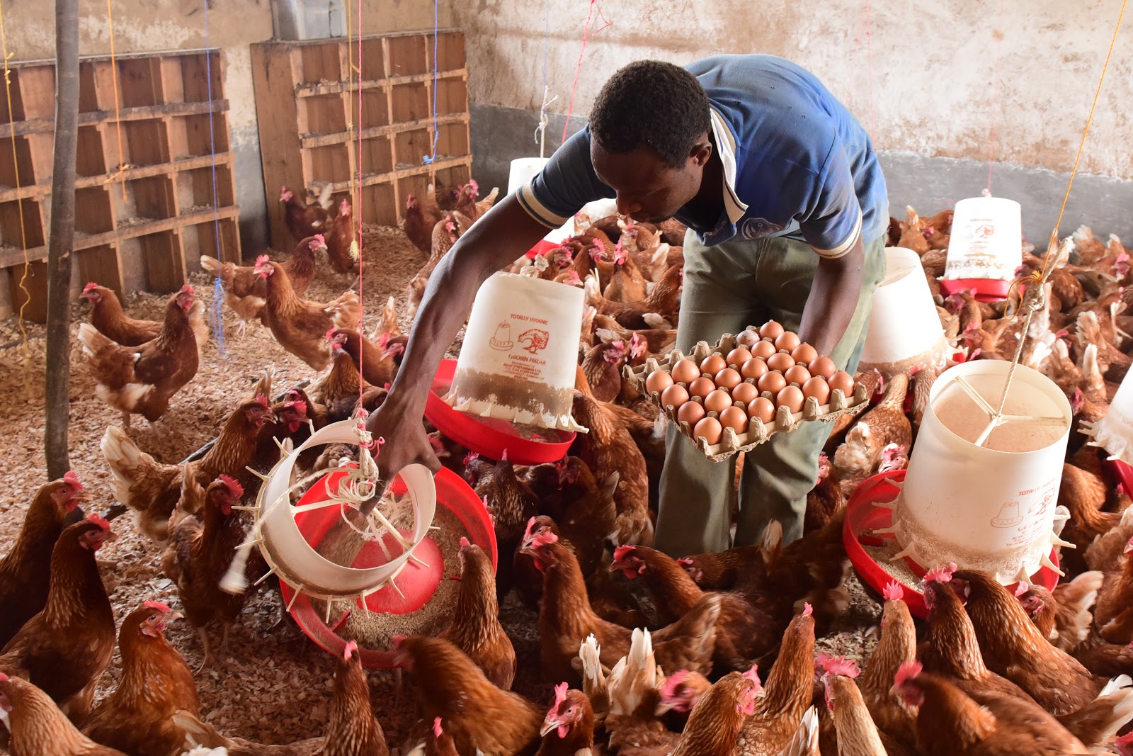 @RECARWANDA24: Rwanda to use chicken to overcome stunting countrywide