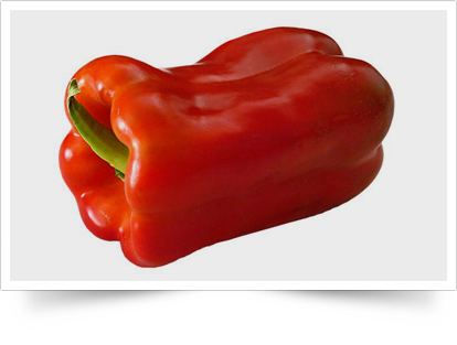 Vall d'Arbúcies, varietats antigues: Pebrot morro de vedell