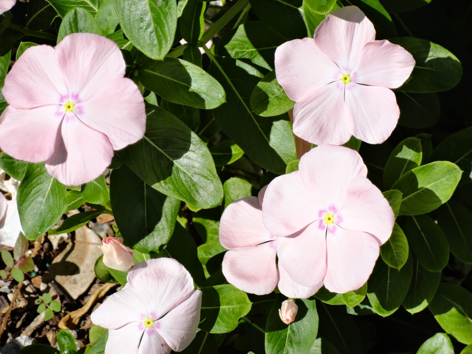 University of Florida/IFAS Charlotte County Extension: Madagascar ...