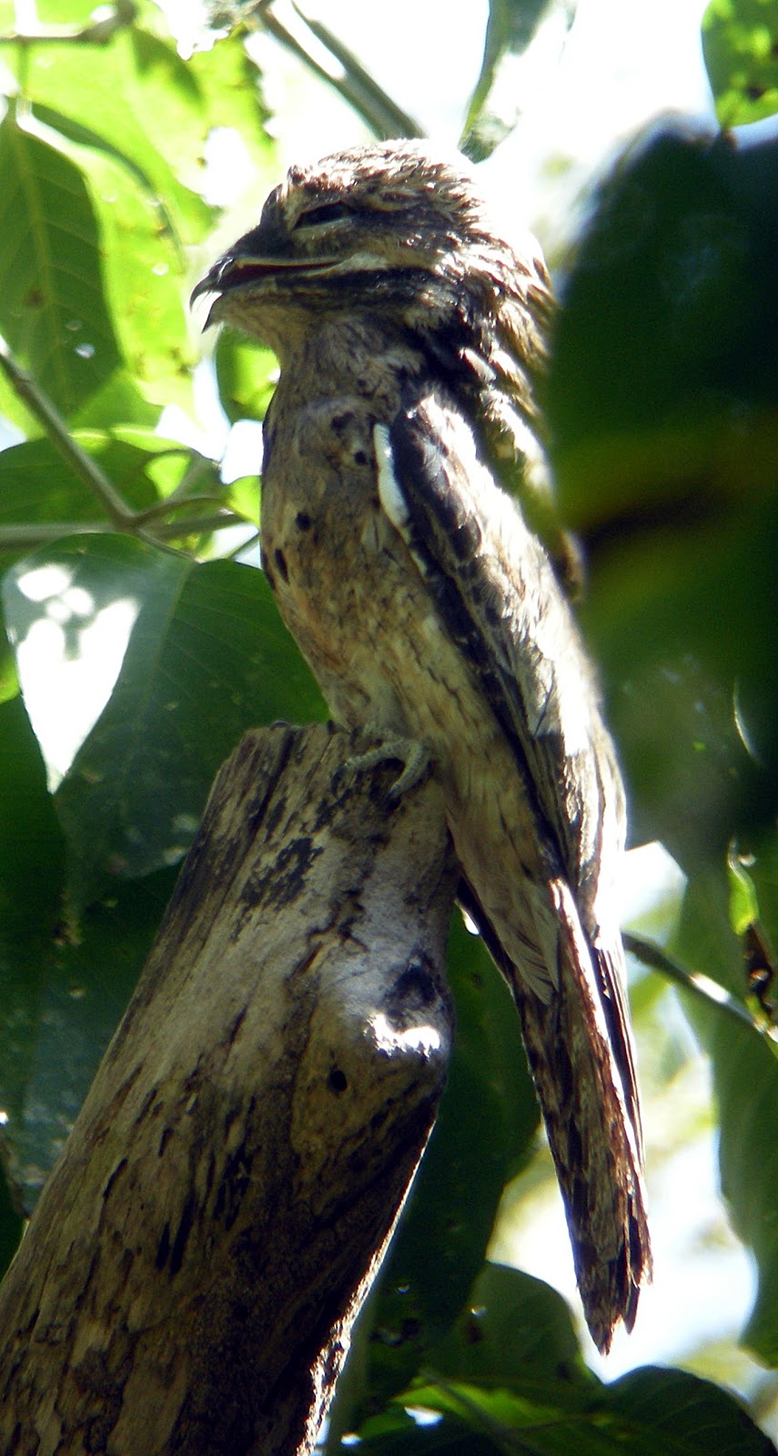 Wingspan News: FEB 23RD 2013 - COSTA RICA PHOTOS pt 1