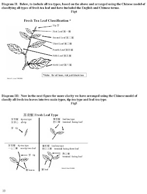 Tea Terms 2010 中英文茶術語