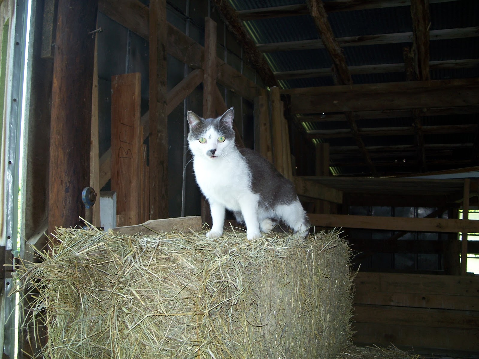 Raisin' Acres Farm: Farm Cat