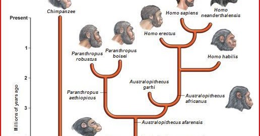 Anthro: If humans came from chimps, why are there still chimps?