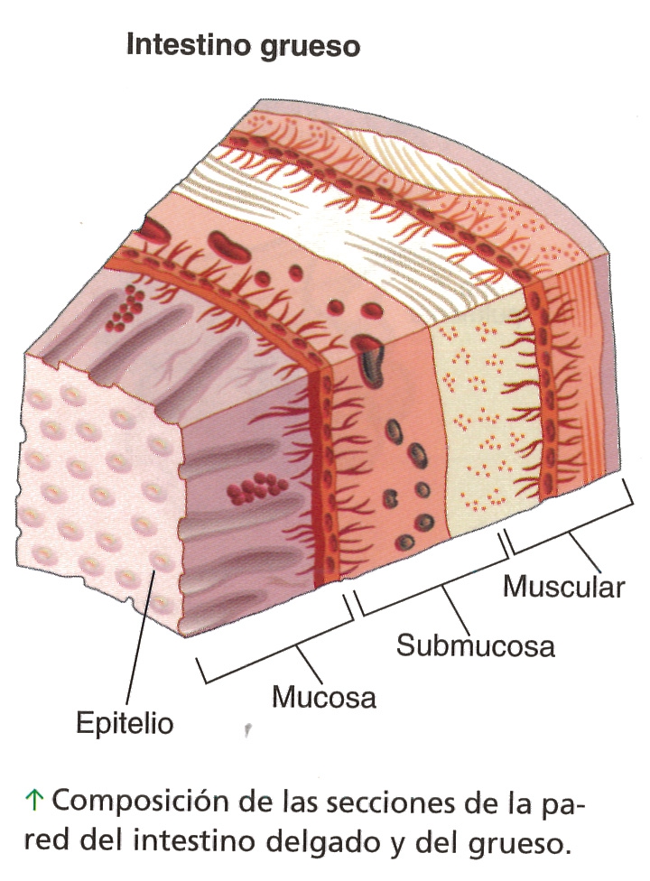 Blog del tema 6 de Saray Acevedo Perez: Artc 9. Composición de las ...