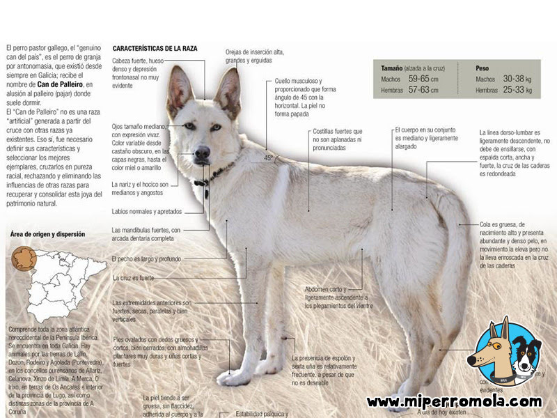 Conoce al Can de Palleiro | Blog Mi Perro Mola