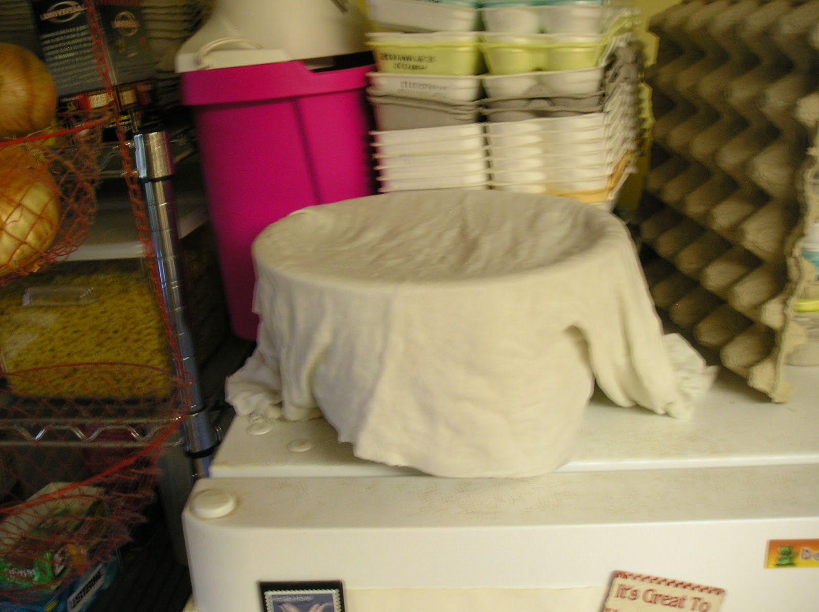 Thoughts from Frank and Fern: Making Whole Wheat Bread