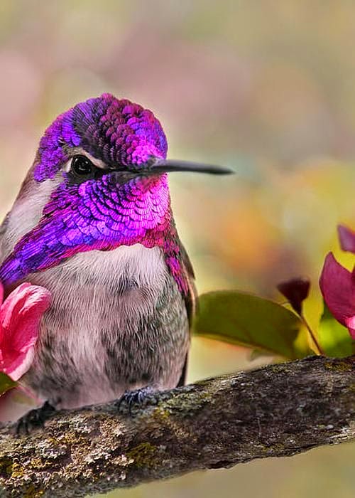 Beautiful bird ~ Stunning nature