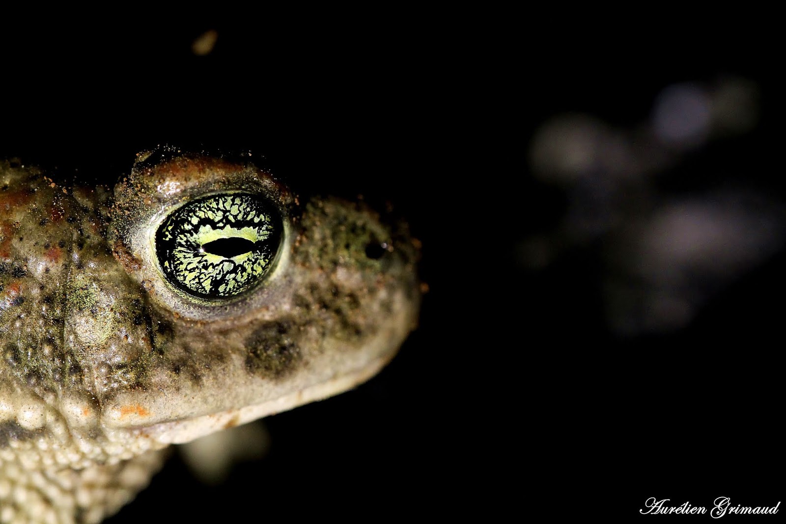 Dans la peau pustuleuse du Crapaud calamite