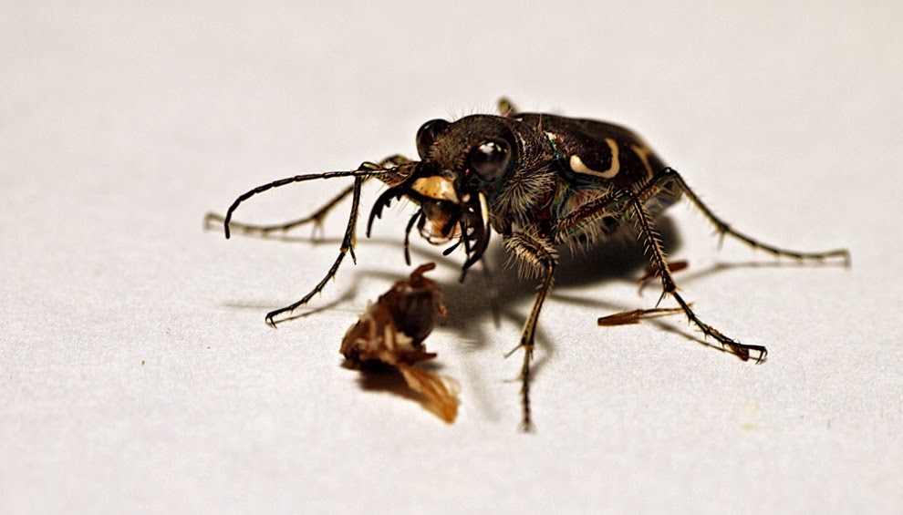 BiorOrbs: Besouro Tigre: O Caçador Cego