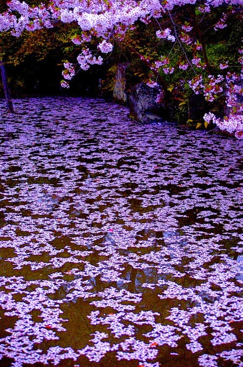 A river of purple flowers ~ Photos Hub