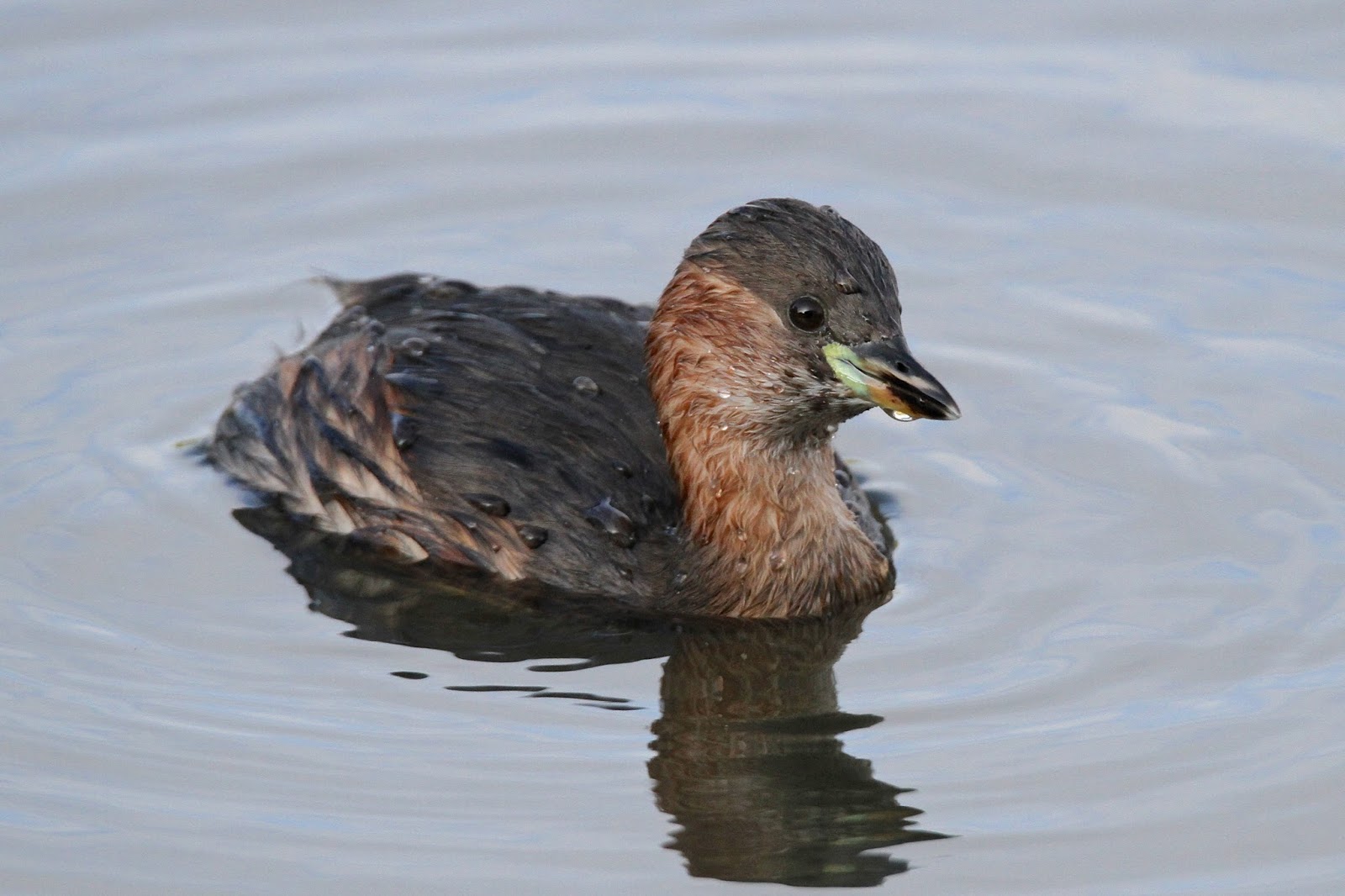 TrogTrogBlog: Bird of the week - Little grebe