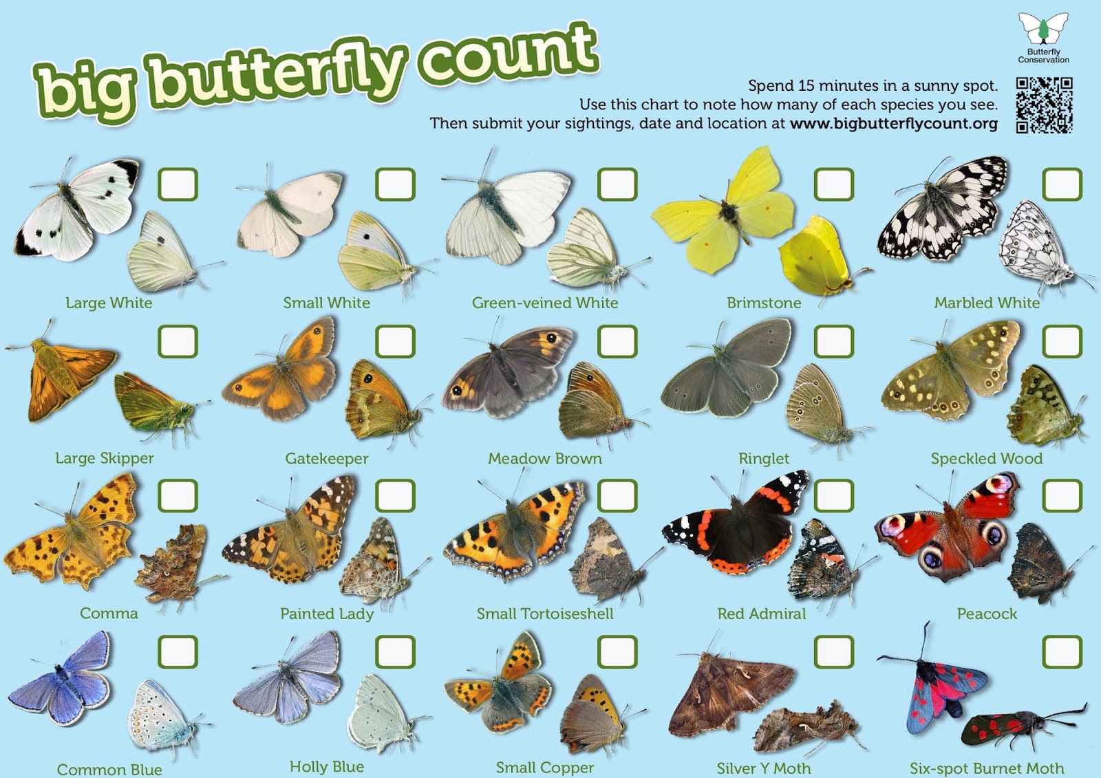 Welcome to the Green Heart Dens blog page.......: The big butterfly ...