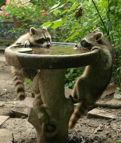 RAKUNI ( RACCOON ),predivni i nestašni rakuni uveseljavaju nas svojim ...