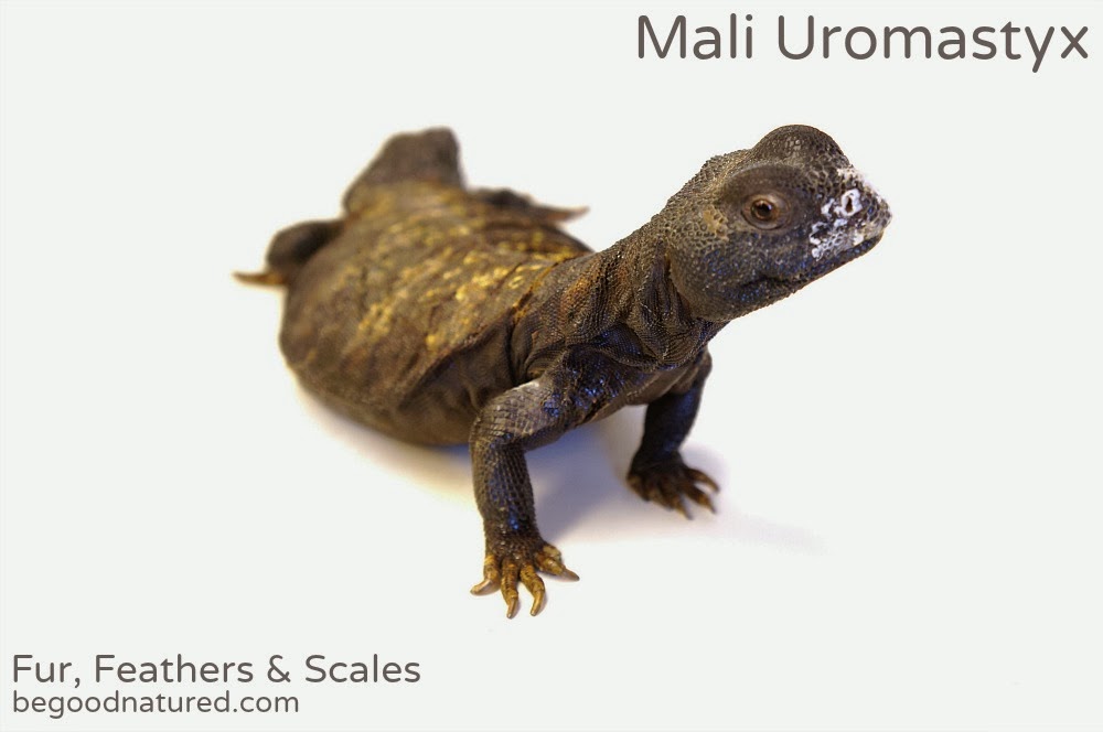 Good Natured: Fur, Feathers & Scales - Mali Uromastyx