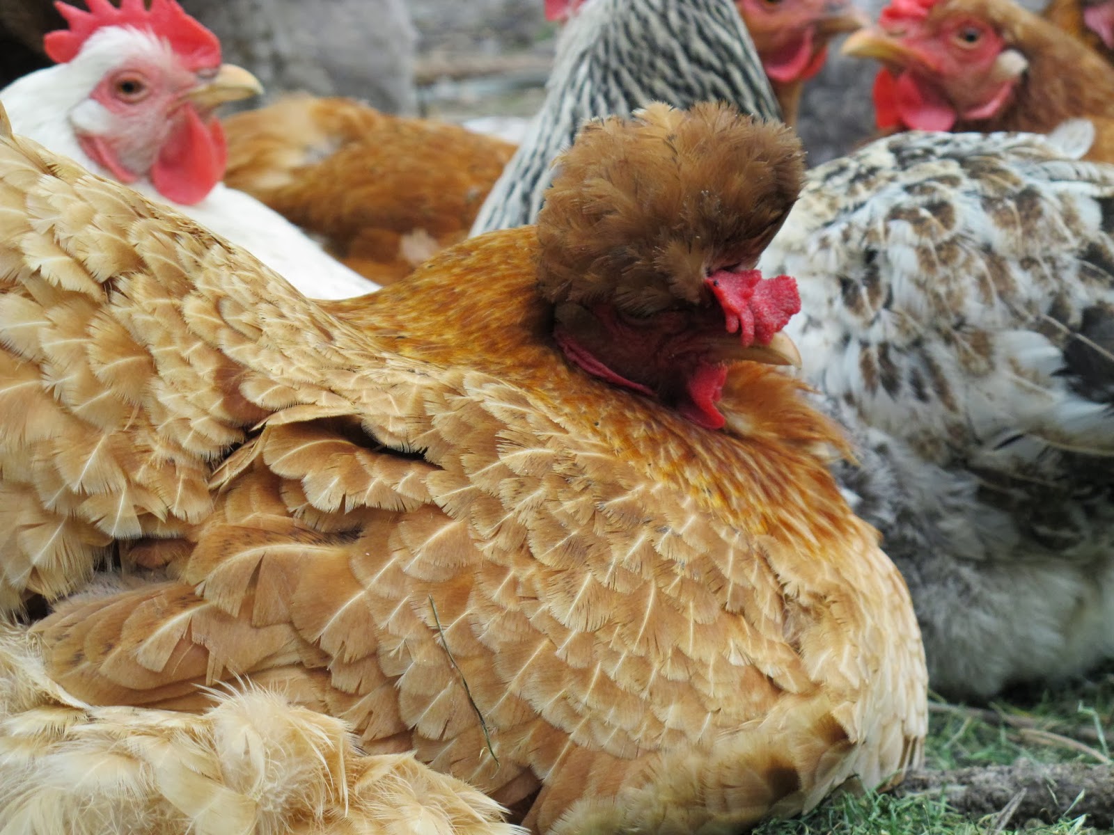 Floarea -bunica: Gainile