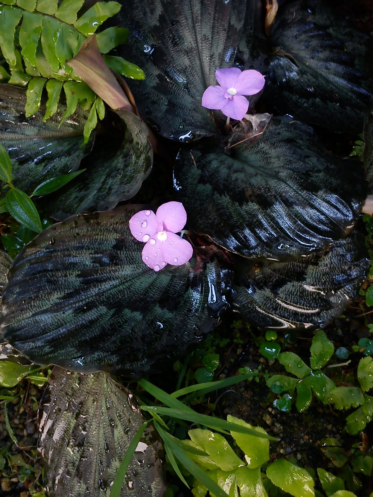 Impiana Iman: Cantiknya bunga Cekur Merah...