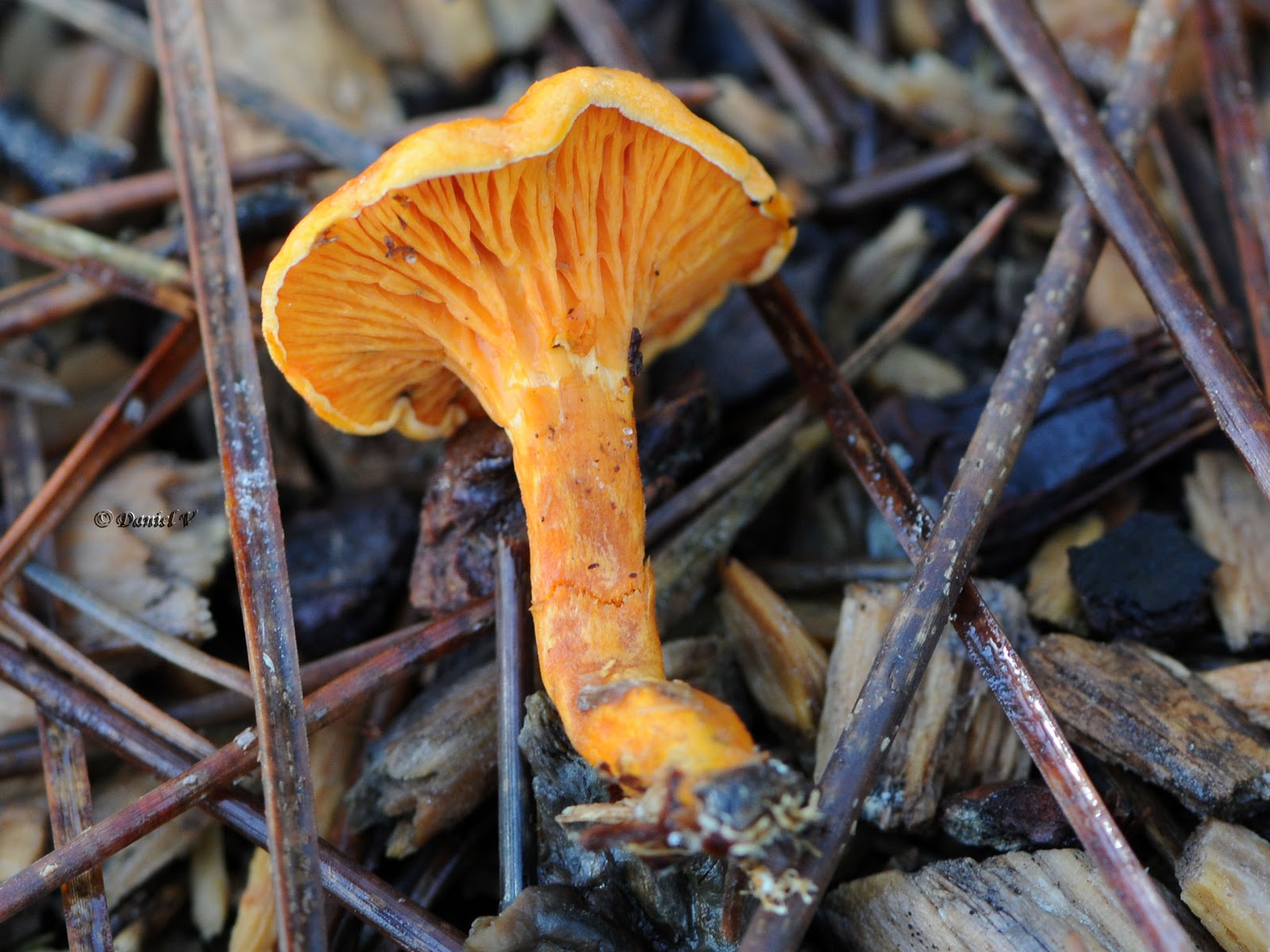 Macrophoto plaisir passion: Hygrophoropsis aurantiaca, fausse chanterelle