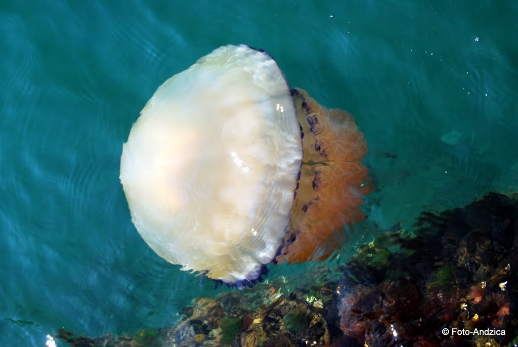 Foto-Andzica: Morska pošast ;-)