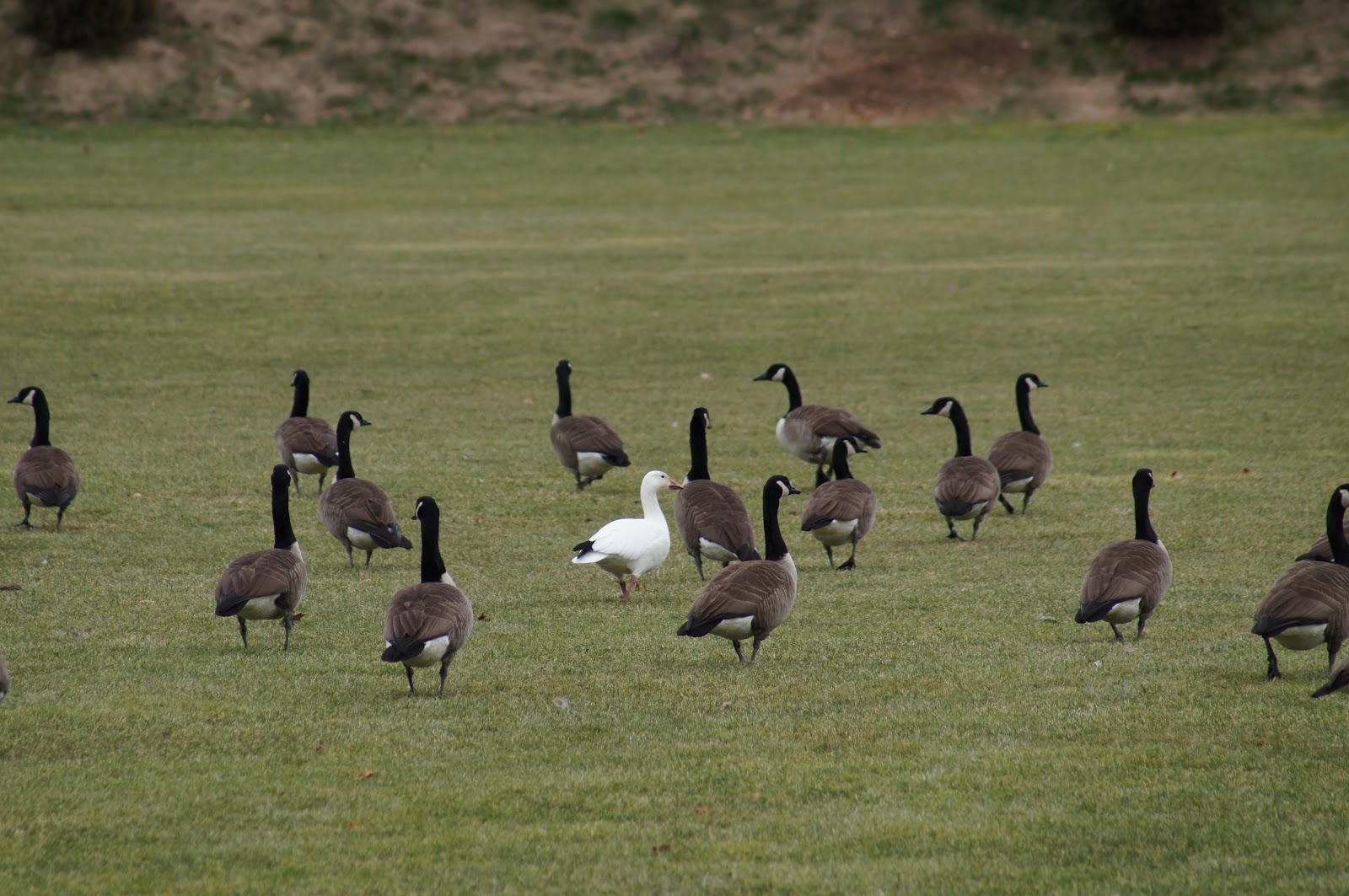 Things with Wings: Snow Goose and White-Winged Crossbills