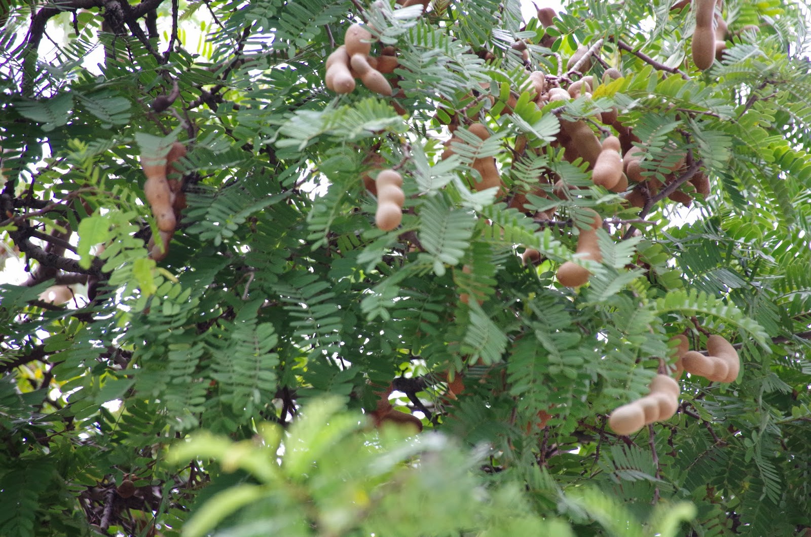 Trees and Plants: Tamarind Tree