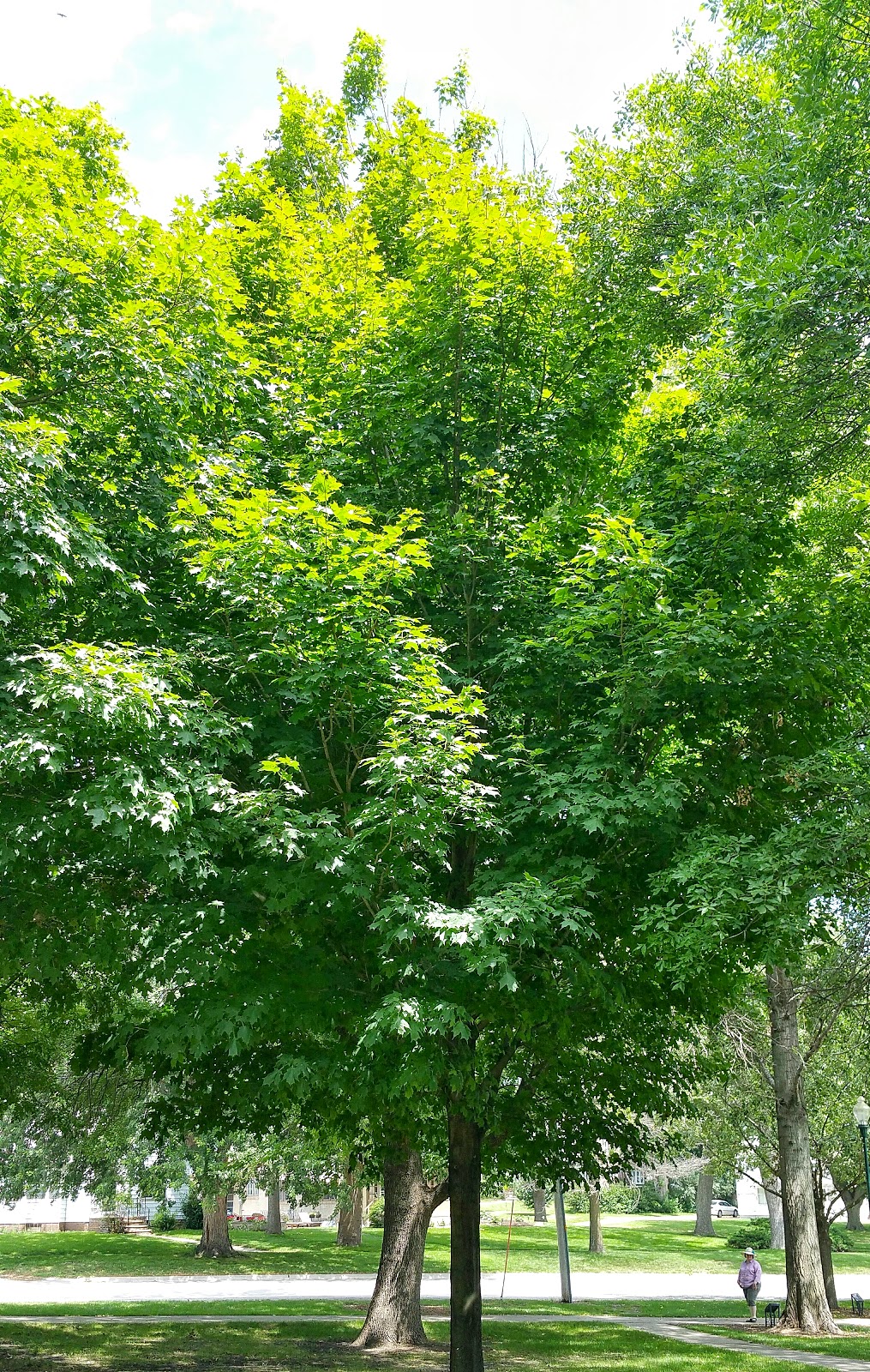 Types of maple trees in iowa - premiumrolf