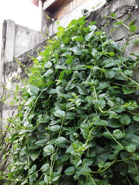 The Episodic Gardener