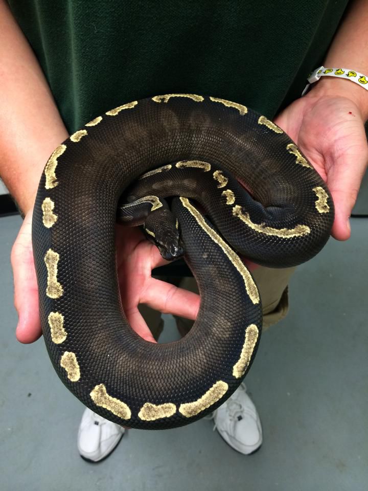 What's With Your Ball Python Obsession?