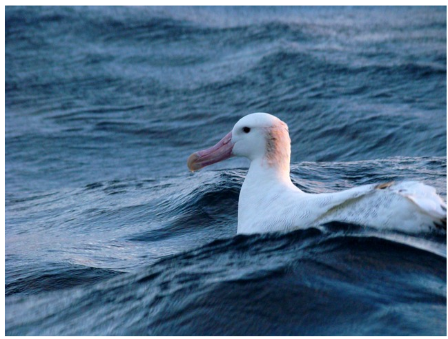 Conheça o Albatroz-gigante
