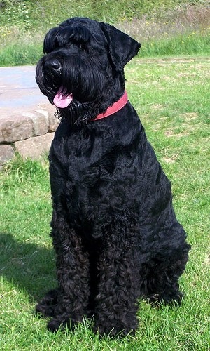 Everything about your Black Russian Terrier - Luv My Dogs