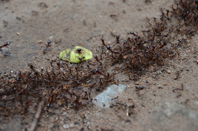 Brinds2Tanzania: Siafu