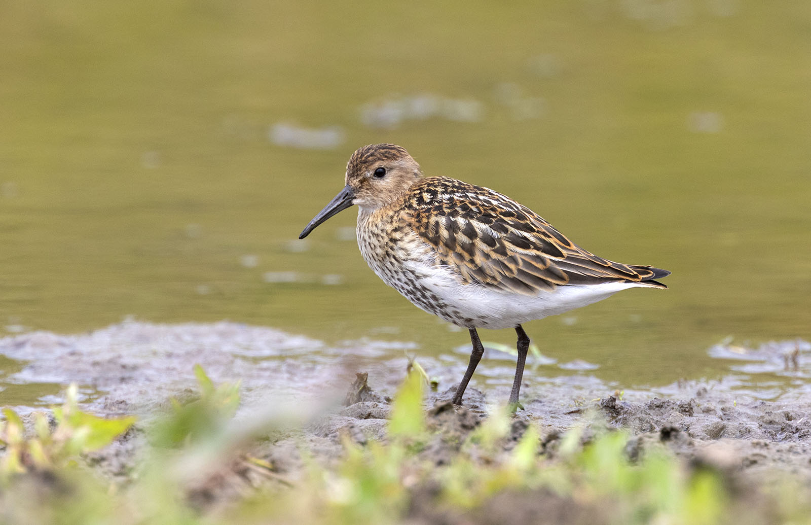 pewit: juvenile Dunlin
