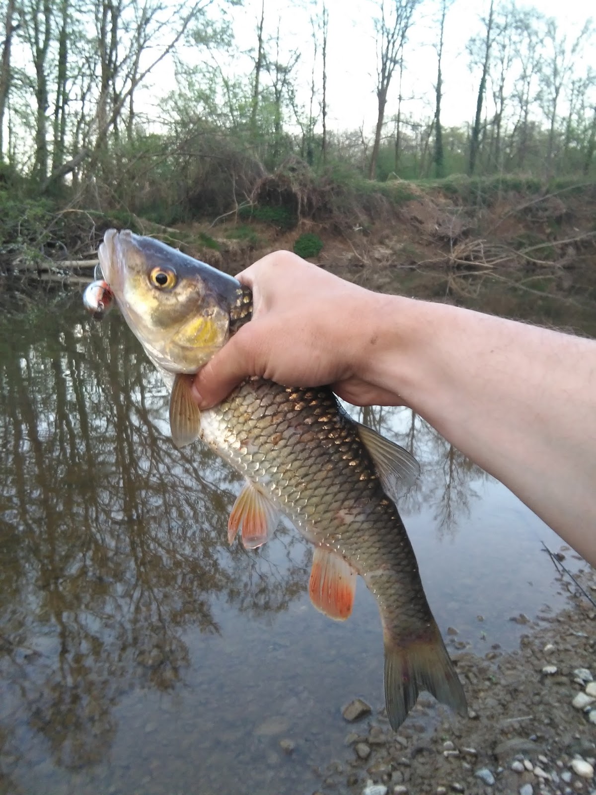 RIBOLOV NA MOJ NAČIN: Pod panj i što sporije - krupan klen u rano proleće