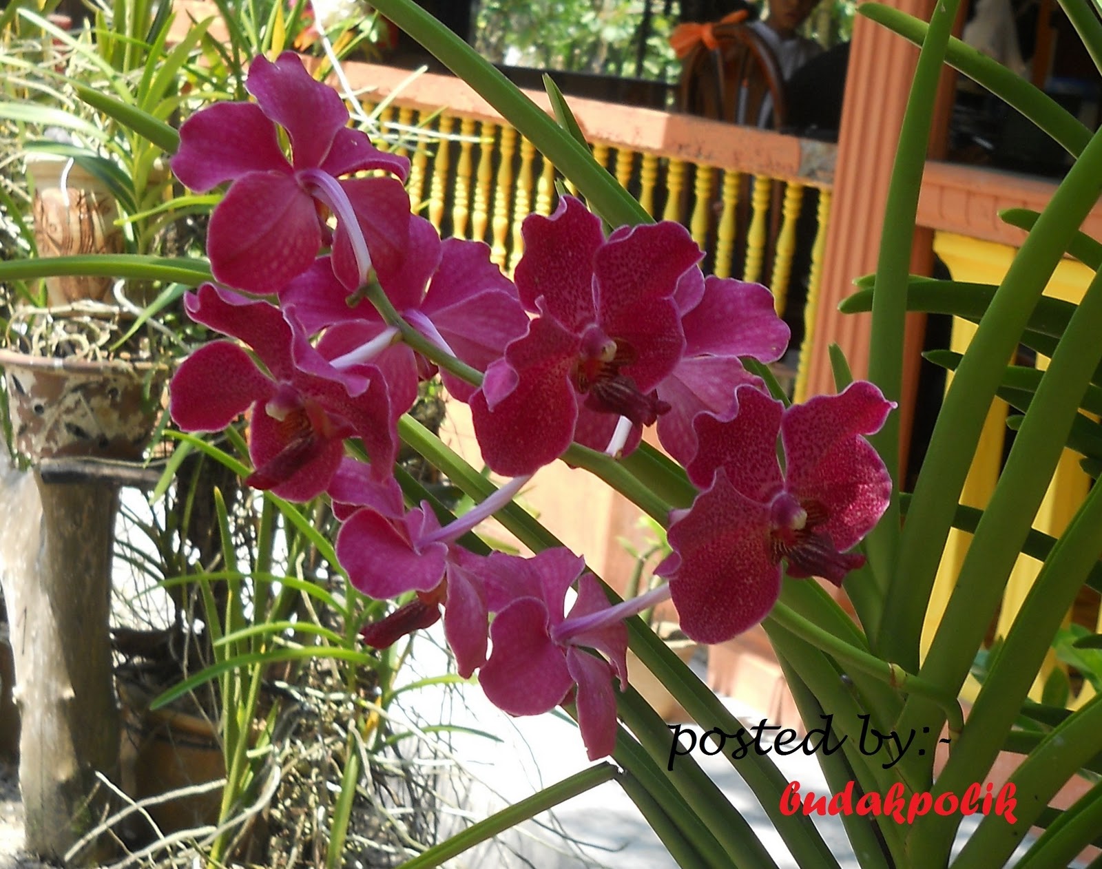 Putih Vs Hitam: Orkit Mamaku