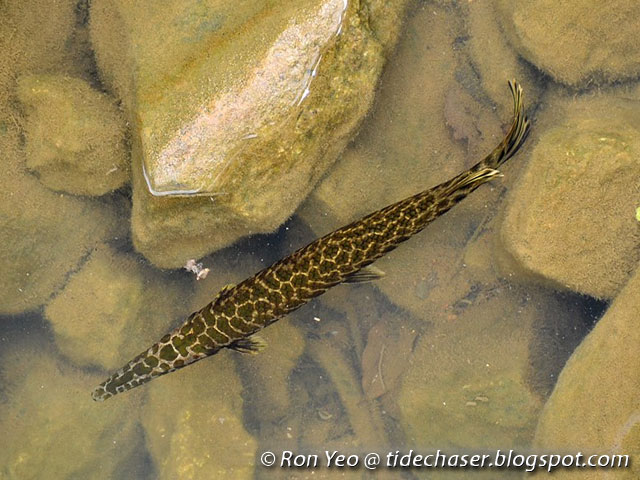 tHE tiDE cHAsER: Freshwater Ray-finned Fishes of Singapore