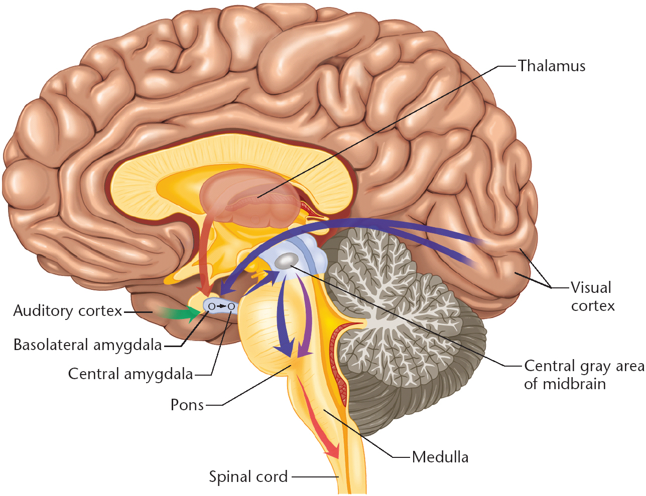 EL TRASTORNO DEL PÁNICO | Alprazolam