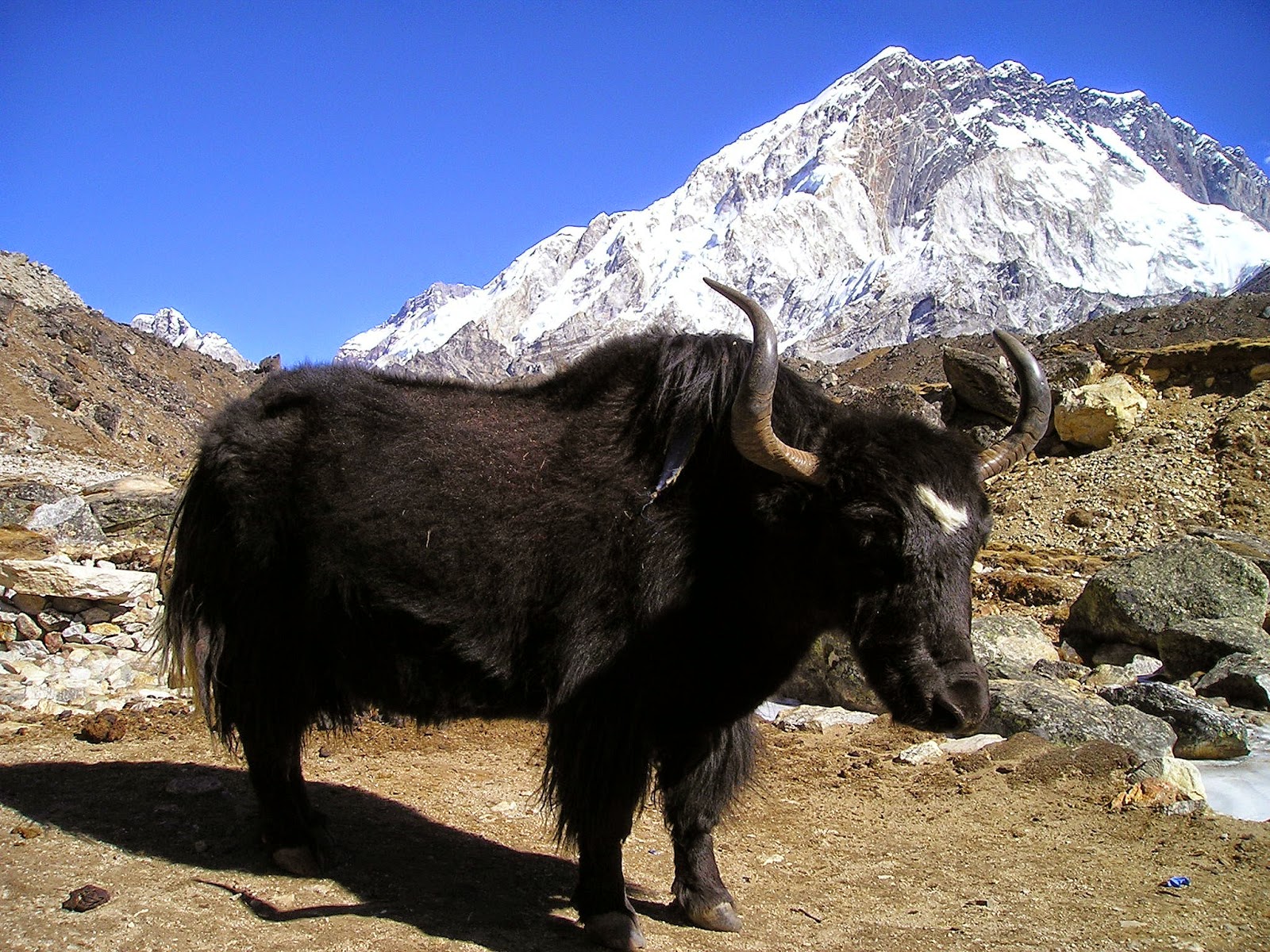 YAK photos - wallpapers | the fun bank