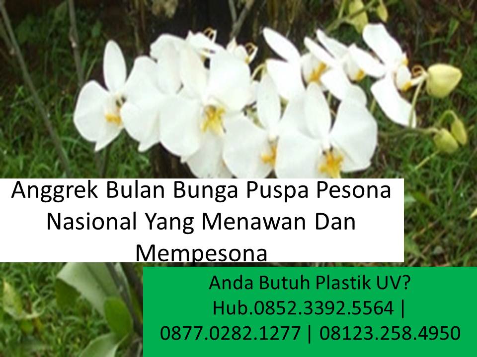 Anggrek Bulan Bunga Puspa Pesona Nasional Yang Menawan Dan Mempesona ...