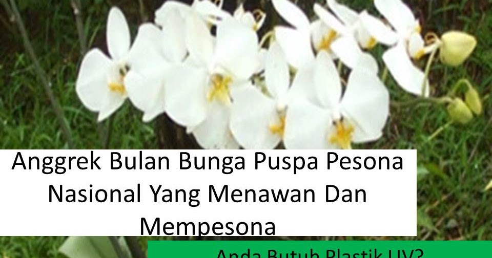 Anggrek Bulan Bunga Puspa Pesona Nasional Yang Menawan Dan Mempesona ...