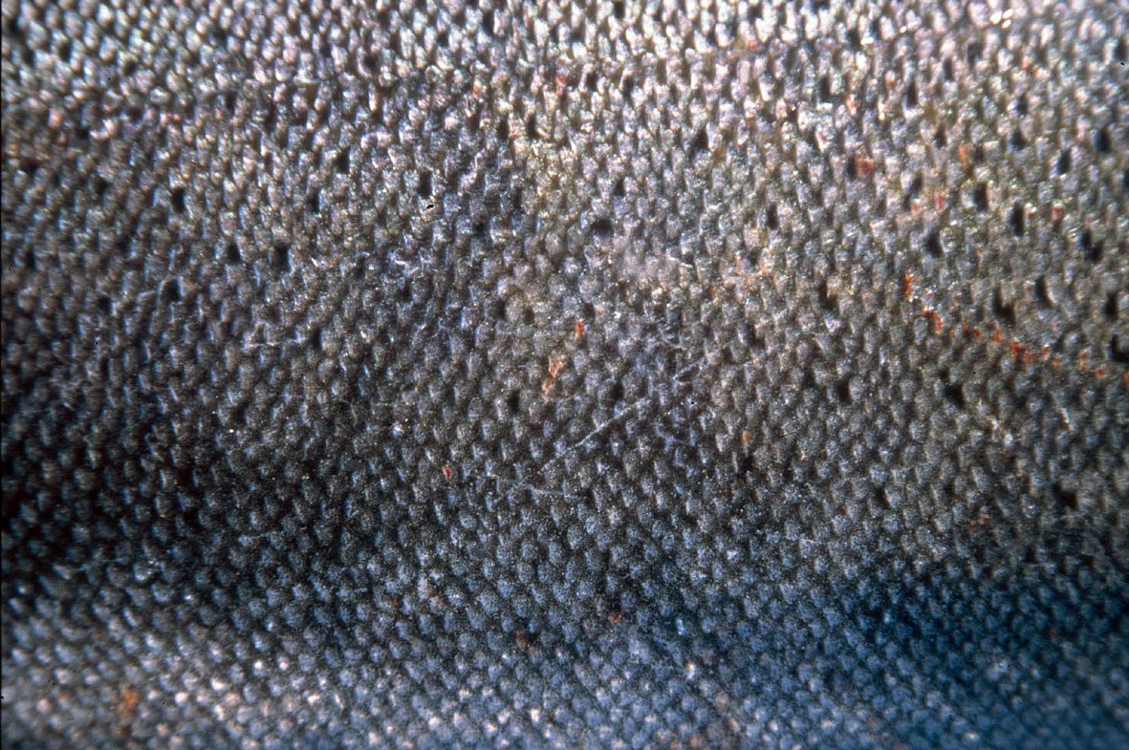 Flyfishing Russia: Differrent Species of Taimen and Lenok