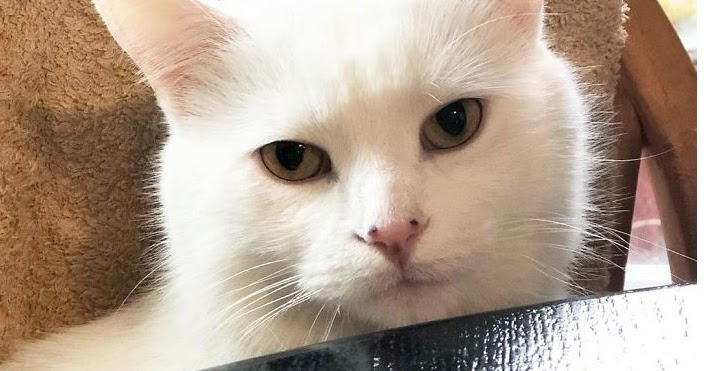 Meme Do Gato Rindo Na Mesa