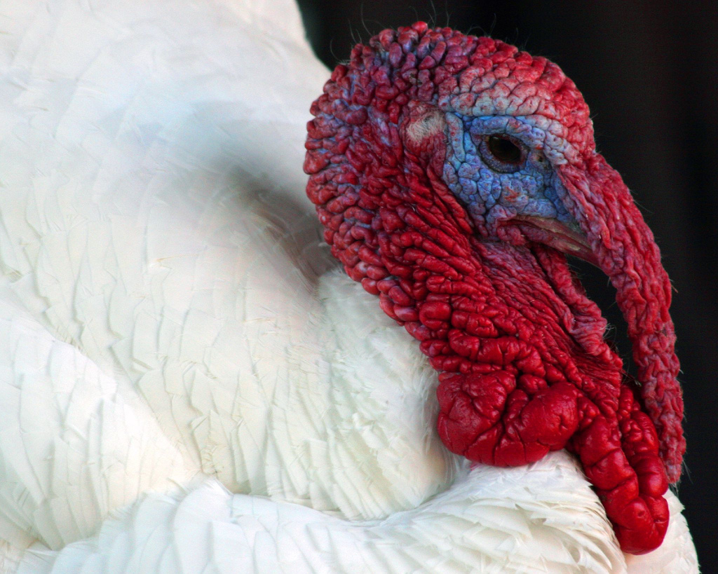 Inkwell Inspirations: Heritage Turkeys