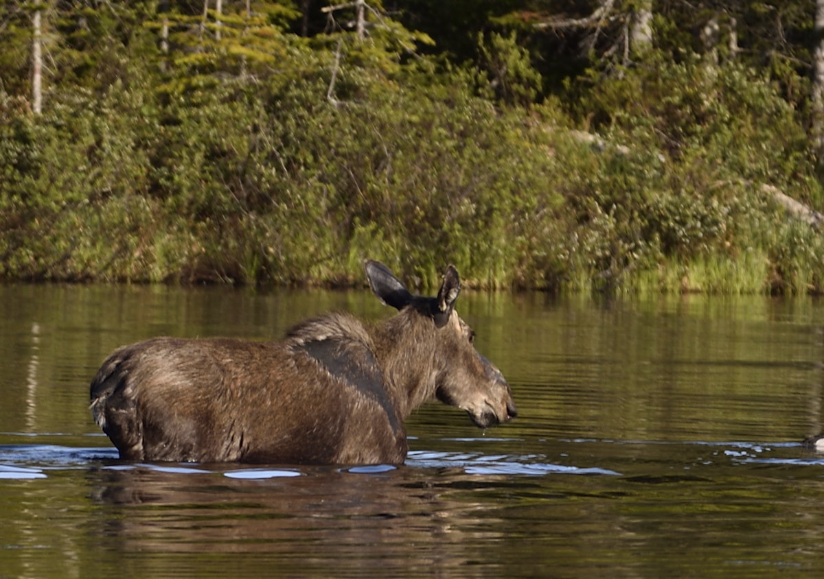Katahdin, The Maine North Woods and Florida: Maine Moose from the ...