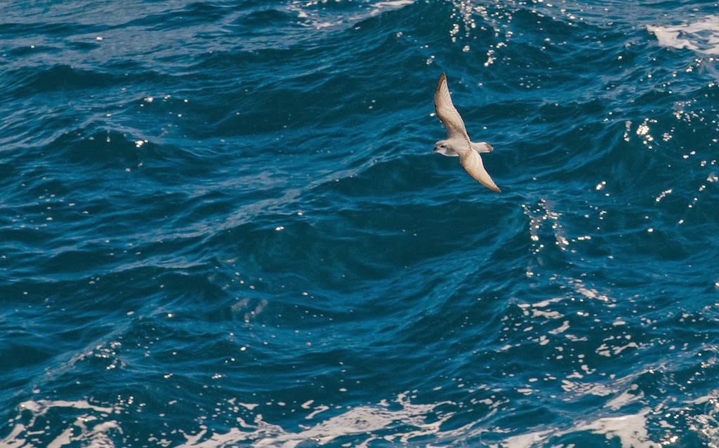 MV FRAM EXPEDITION BLOG: The Drake lake