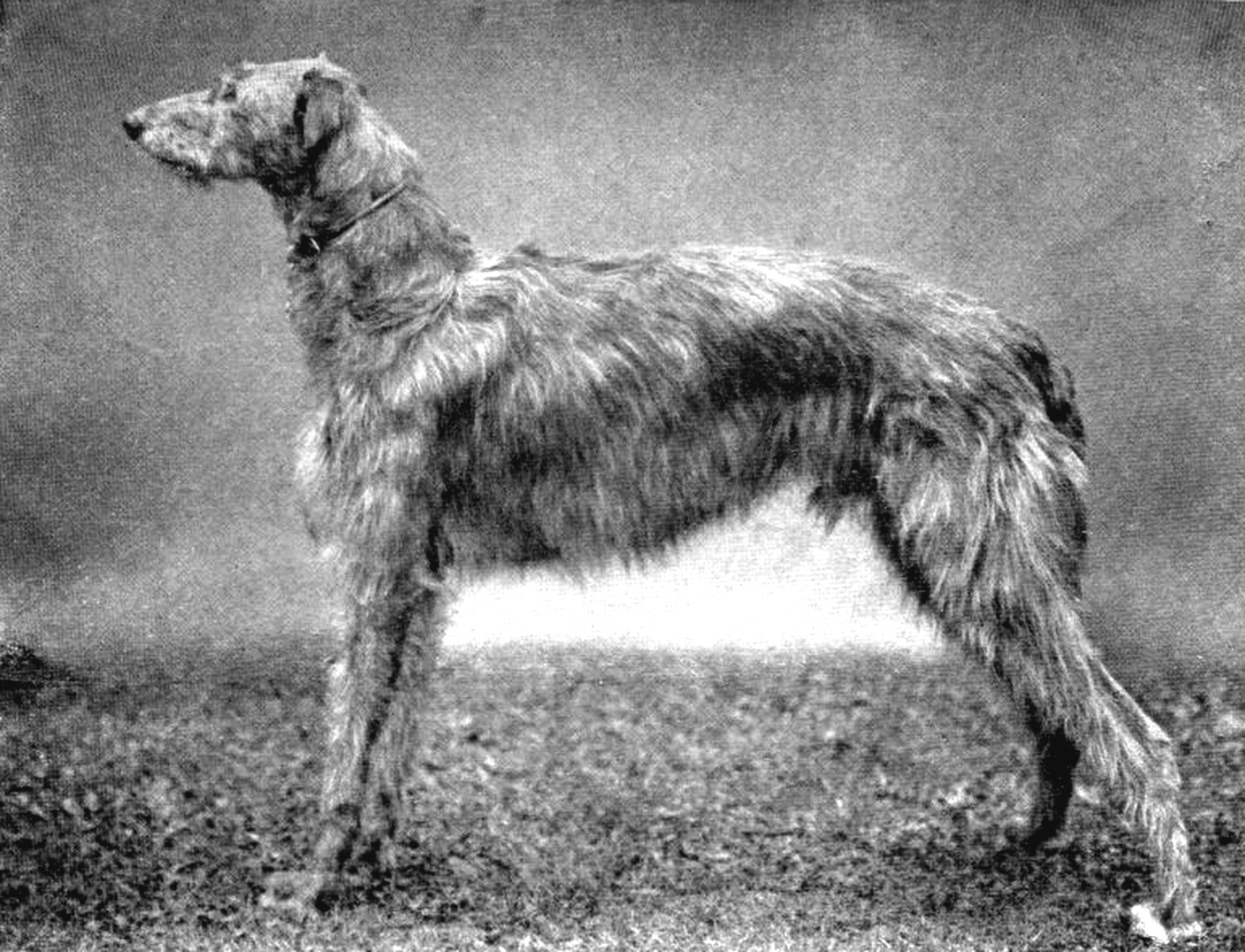 Scottish Deerhound Public Domain Clip Art Photos and Images