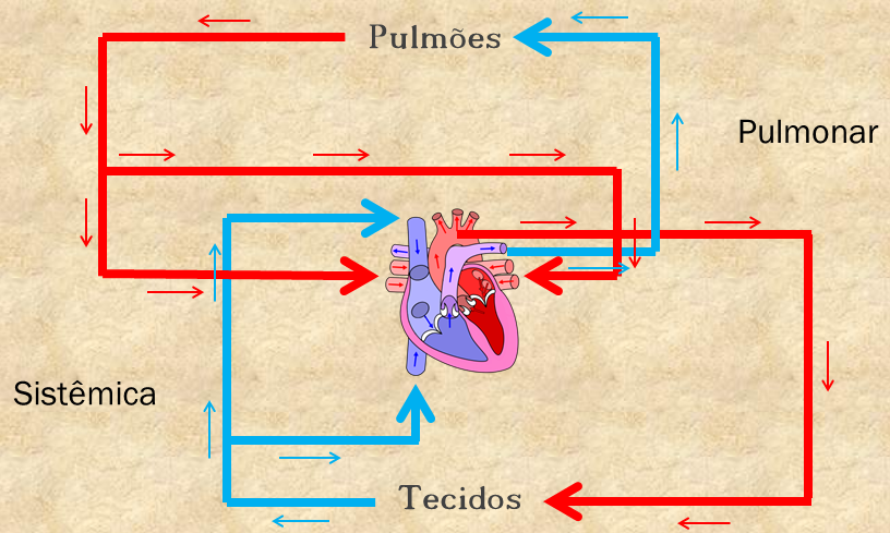 Ciensinando Biologia: Sistema Cardiovascular: Vasos sanguíneos e coração.
