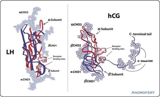 Ciencias de la Salud: Gonadotropina coriónica humana (HCG)