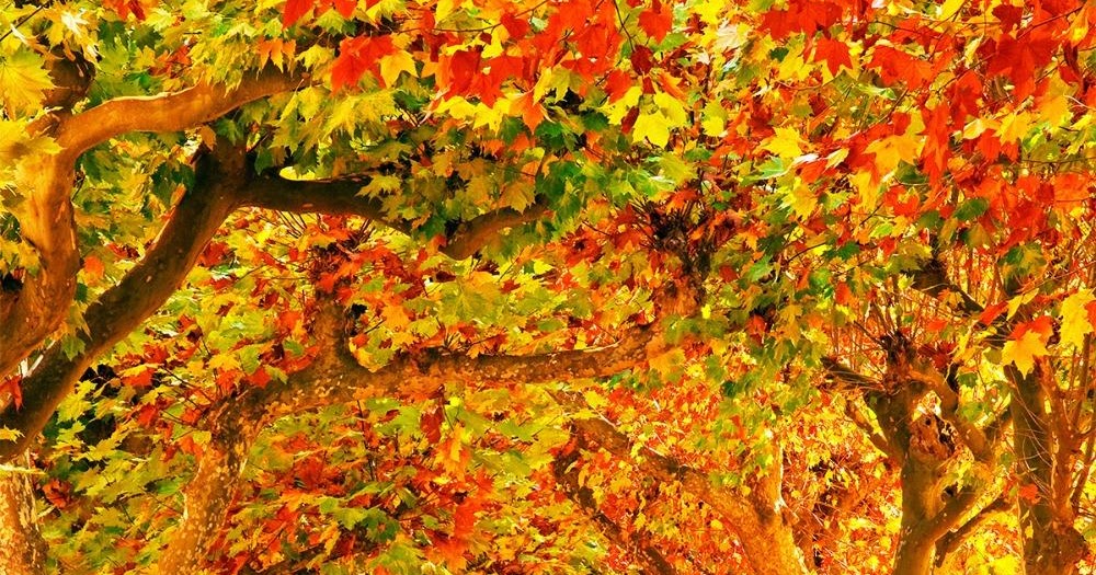 L'AUTUNNO DI ANTONIO VIVALDI