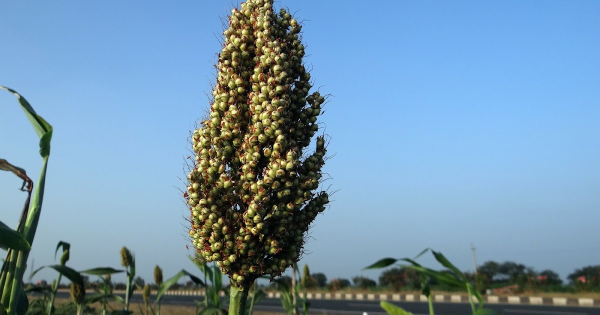 Jowar Flour - Health Benefits and Uses