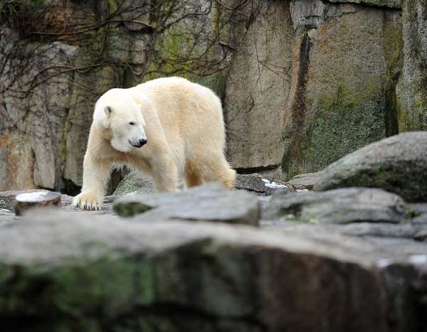 CRISTIAN NISTOR: URSI POLARI